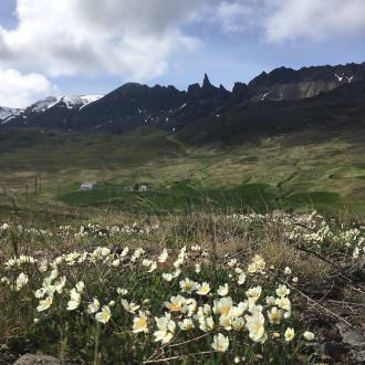 Nordic Sock Box: my Holtasóley socks – Icelandic Knitter – Hélène Magnússon