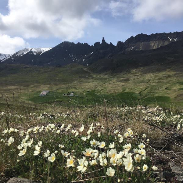Nordic Sock Box: my Holtasóley socks – Icelandic Knitter – Hélène Magnússon